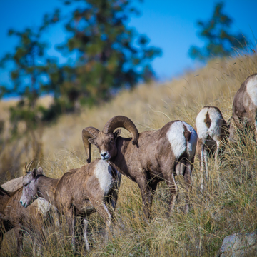 Hunt Big Bo - The Big Boquillas Ranch, Unit 10 – Hunt Big Bo Ranch