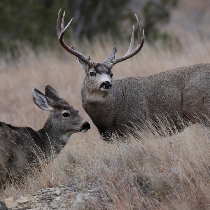 BIG GAME PERMITS – Hunt Big Bo Ranch