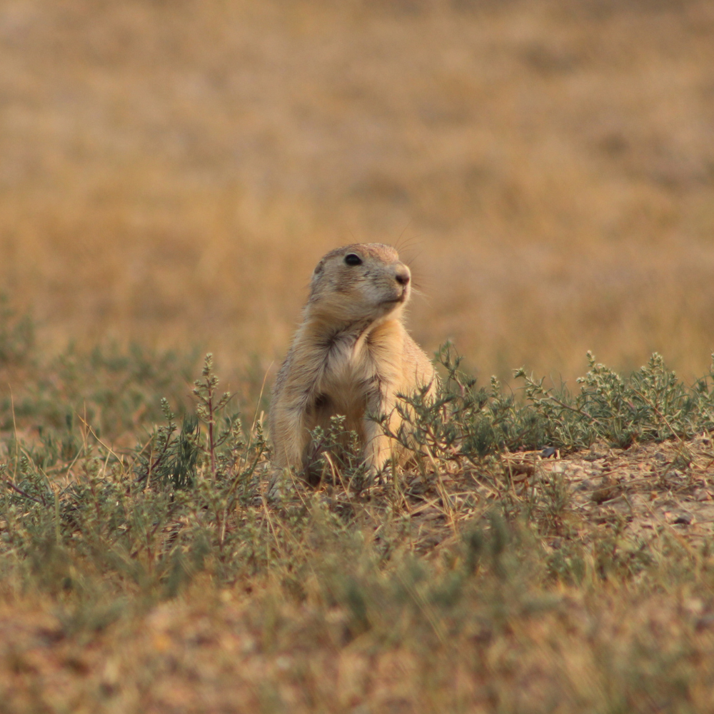 Prairie Dog – Hunt Big Bo Ranch