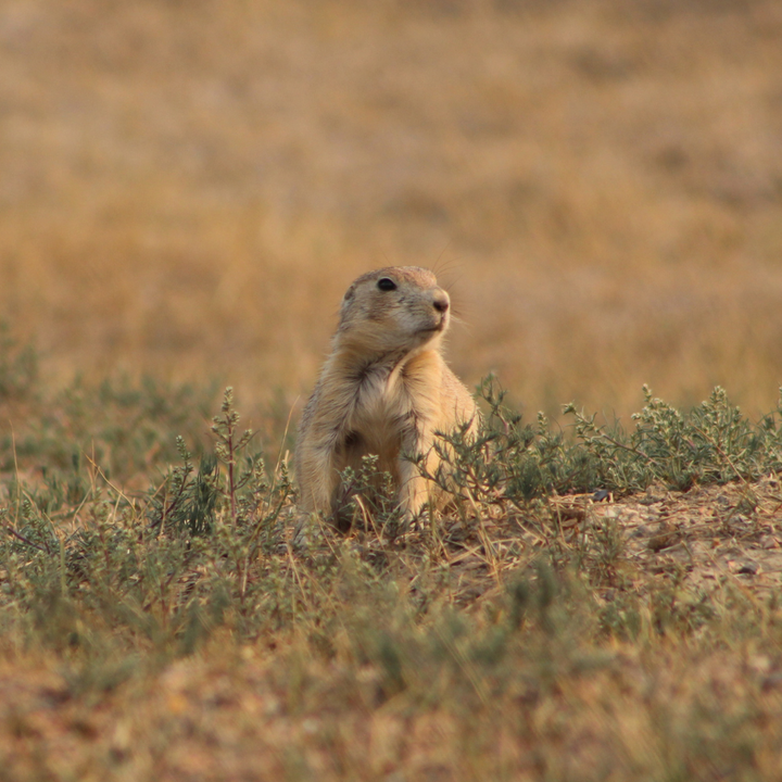 Prairie Dog – Hunt Big Bo Ranch